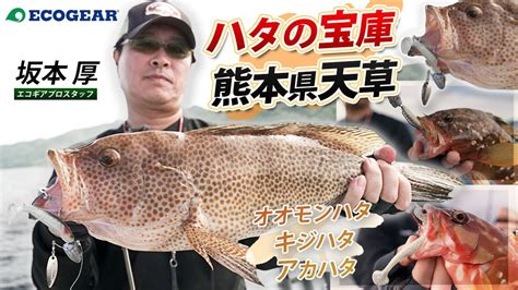 【オオモンハタ、アカハタ、キジハタ】3種のハタをコンプリート、坂本流ロックフィッシュゲーム【熊本県天草】 Youtube
