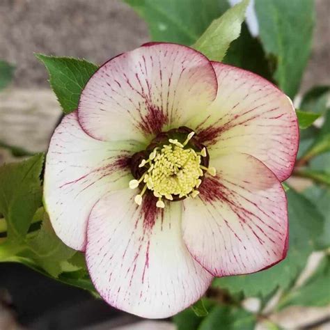 Top 5 Hellebores For Early Spring Fairview Garden Center