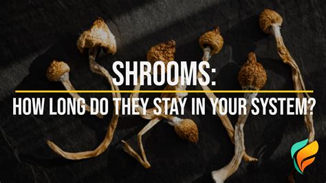 Shrooms How Long Do Shrooms Stay In Your System Effects And More