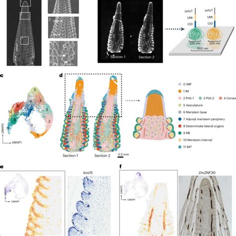 A Spatial Transcriptome Map Of The Developing Maize Ear Request Pdf