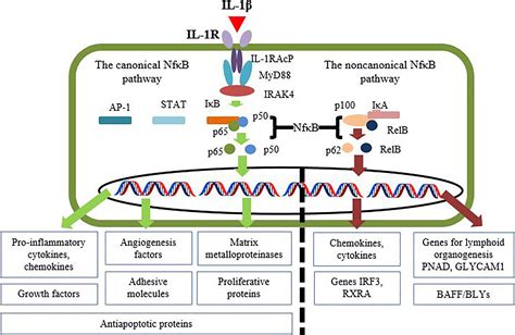Pathogenetic Role And Clinical Significance Of Interleukin‐1β In Cancer Malkova 2023