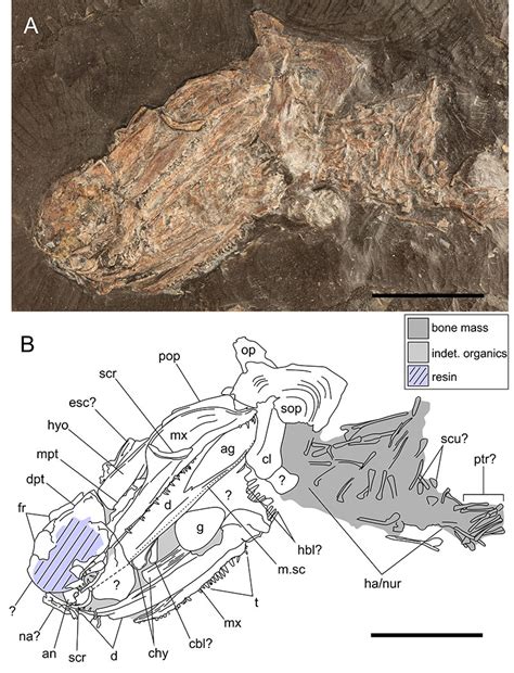 New Toarcian Coccolepidid Fish Figures