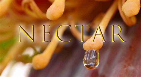 Nectar Cultivating The Elixir Of Life Return Of The Temple
