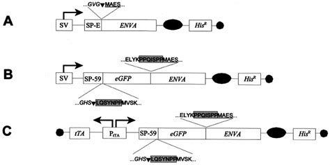 Schematic Representation Of Amphotropic Envelope Constructs All
