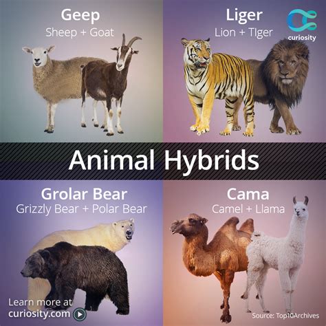 Napoleon Dynamite Was Onto Something… Ligers Are Real Learn About 10