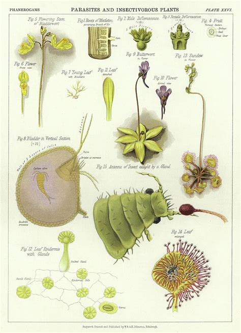 What Are The Types Of Insectivorous Plants At Natasha Mceachern Blog