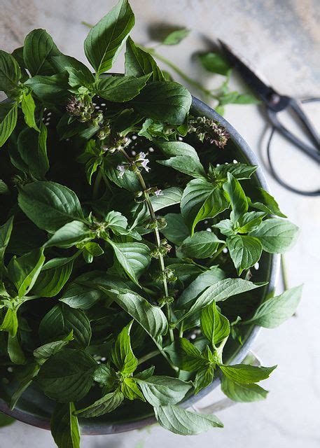 Lime Basil Herb For Fresh Recipes Basil Photography Herbs