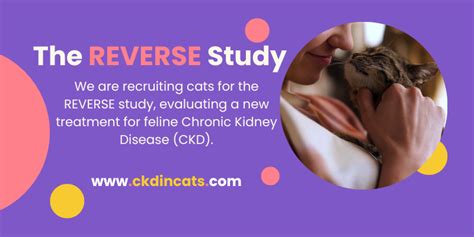 Triviumvet Launch The Reverse Ckd Study Recruiting Cats With Chronic