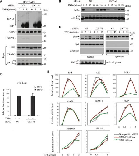 Uxt V1 Attenuates Apoptosis Independent Of Nf κ B Signaling A