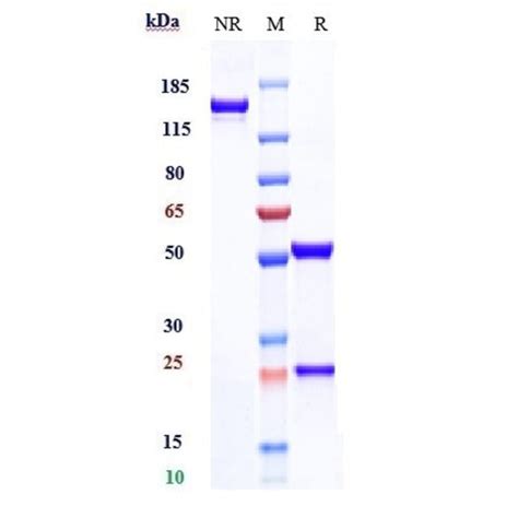 Recombinant Anti Cdcp1 Antibody Research Grade Biosimilar A323960