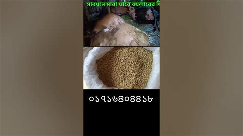 গরু মোটা করতে ফ্যাট এবং লিকুইড এর পাশাপাশি নালি ব্যবহার করতে পারবেন Cow Uzzal Sheikh Youtube