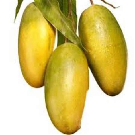 Dasheri Puspita Nursery Dashari Dussehri Mango Plant Type Grafted