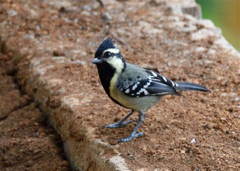 Great Tits Bird Habitat Diet Behavior And Conservation Guide