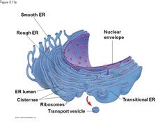 Campbell Biology Ninth Edition Chapter 6 A Tour Of The Cell