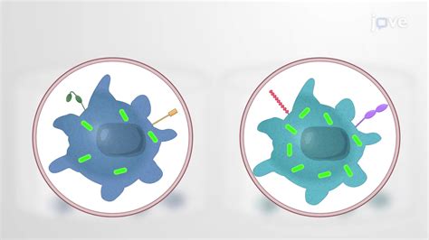 Flow Cytometry Staining Of Mycobacterium Tuberculosis Infected