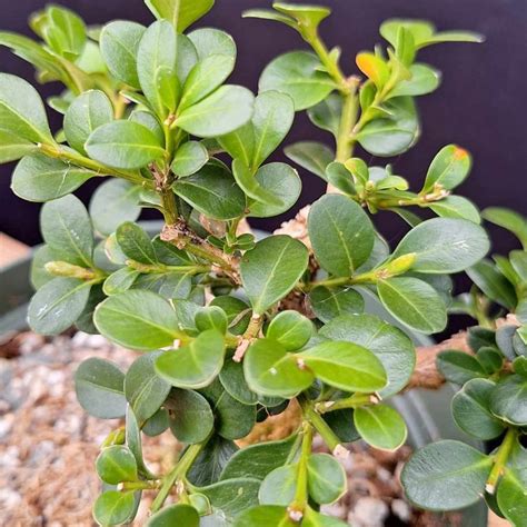 Buxus Microphylla Japonica Morris Midget Art Et Culture Bonsai