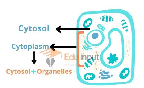 Cytosol I Kloroplast