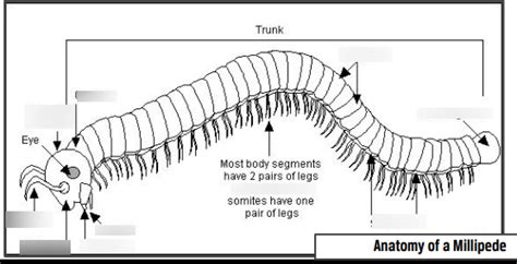 Julus Millipedes Arthropoda Myriapods Diagram Quizlet
