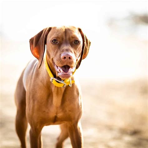 Vizsla Vs Labrador Retrievers 12 Point Mega Breed Comparison