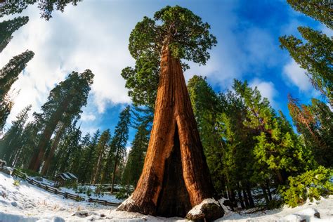 My First Winter Day In The Sequoia Travel Caffeine