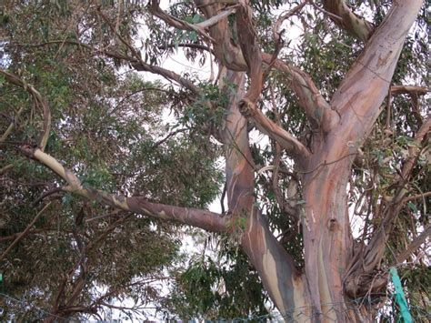 What Kills A Eucalyptus Tree At Isaac Macquarie Blog