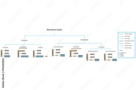 Diagram Showing Classification Of Lipids Storage Lipids Membrane