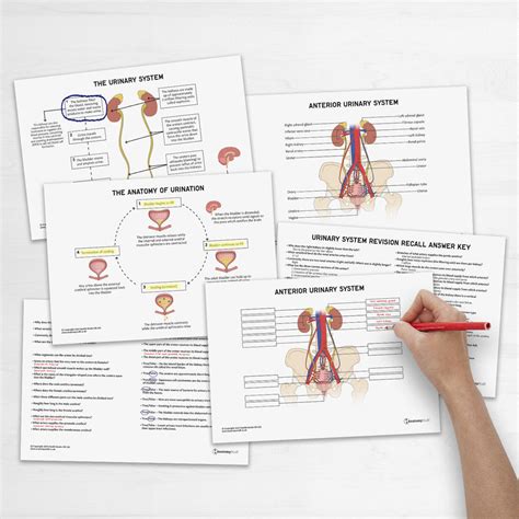 Urinary System Worksheets Urinary System Tpt