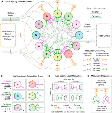 Figure 1 From Cell Typespecific Neuromodulation Guides Synaptic Credit