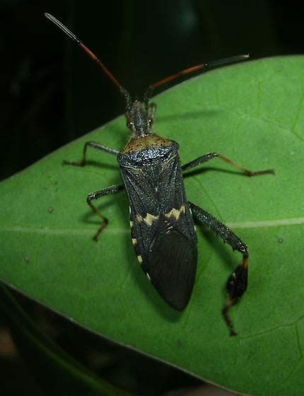 Stinkbug Leptoglossus Clypealis Bugguide Net