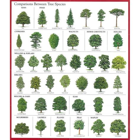60 Best Pine Trees Images On Pinterest Tree Identification Nature