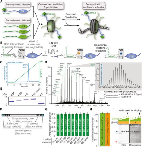 Figure 1 From Calibrating ChIP Seq With Nucleosomal Internal Standards To Measure Histone