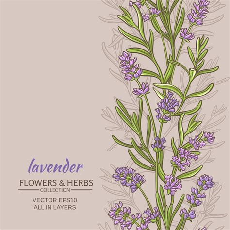 Premium Vector Lavender Vector Background