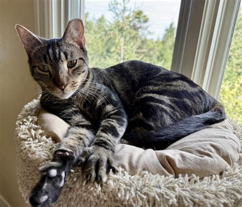 Kirk And Tyson Are Adopted Happy Cats Haven