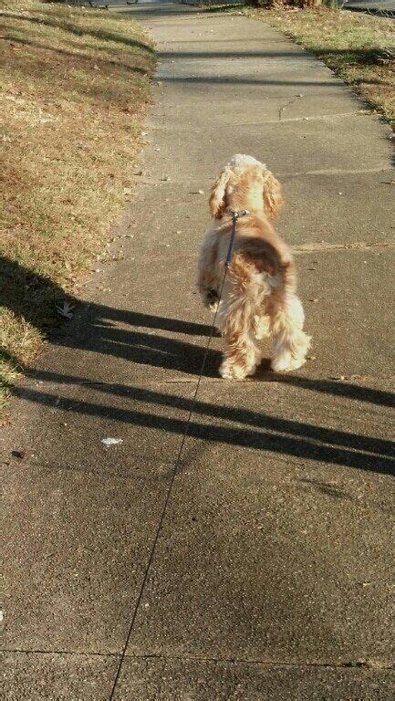 Pointing American Cocker Spaniel Cocker Spaniel Puppies