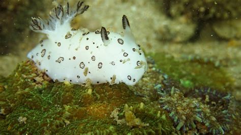 Sea Bunnies Are One Of The Cutest Creatures In The Ocean