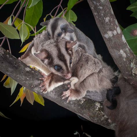Natural History Possums And Gliders