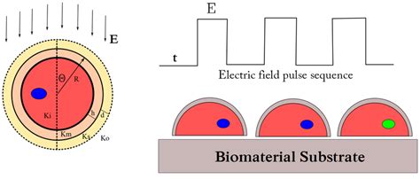 Typical Schematic Representation Of Electric Field Stimulation Of Cells