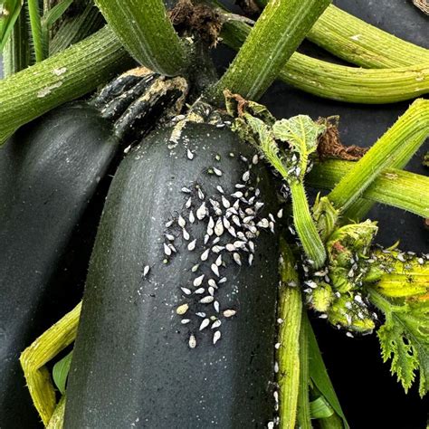 Cucurbit Yellow Vine Disease Cornell Vegetables