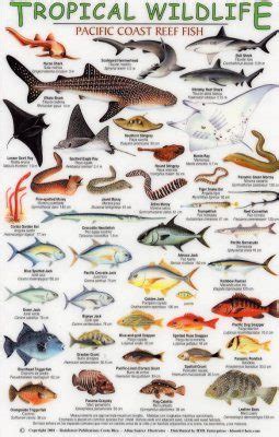 Reef Fish Identification Guide Ultimate Guide Hawaiian Reef Fishes