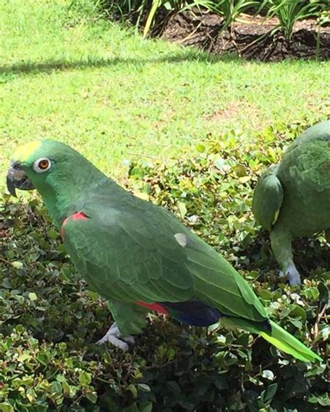 Birdseye Photography Review Photos