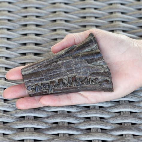 Ichthyosaurus Communis — Fossil Soup