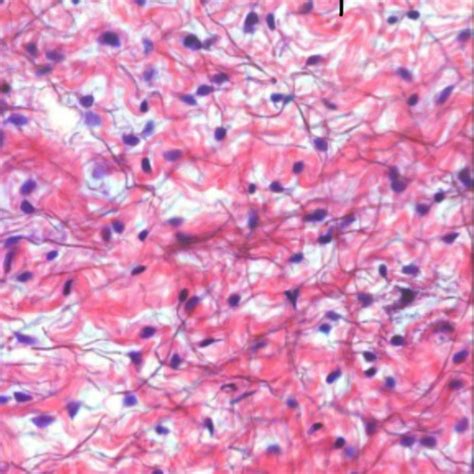 Histology Practical Flashcards Quizlet