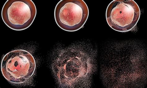 Apoptosis Signaling Pathway Aladdin Scientific