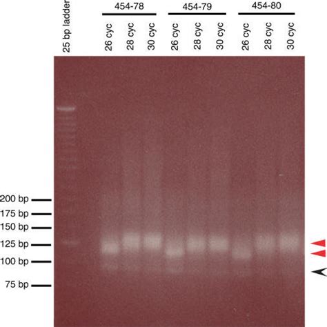 Design Of Forward And Reverse Primers The Synthesized Primers Are Download Scientific Diagram