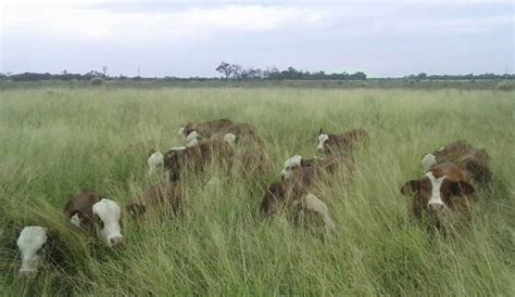 Mejoran La Producción De Gatton Panic Mediante Plasma No Térmico Agronoa