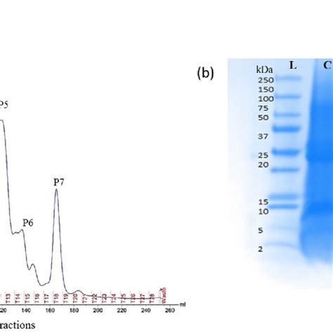 A Elution Profile Of Gel Filtration Chromatography Of Protein Extract