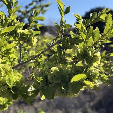 Chinese Elm Trees For Sale At Ty Ty Nursery