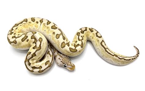 Albino Bamboo Royal Constrictor Designs