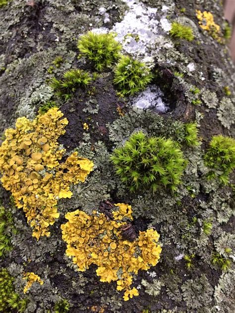 苔藓 自然 Pixabay上的免费照片 Pixabay