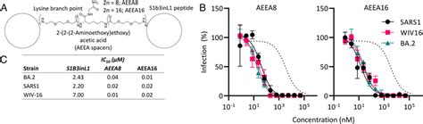 Dimerization For Improved Potency A Representative Structure Of